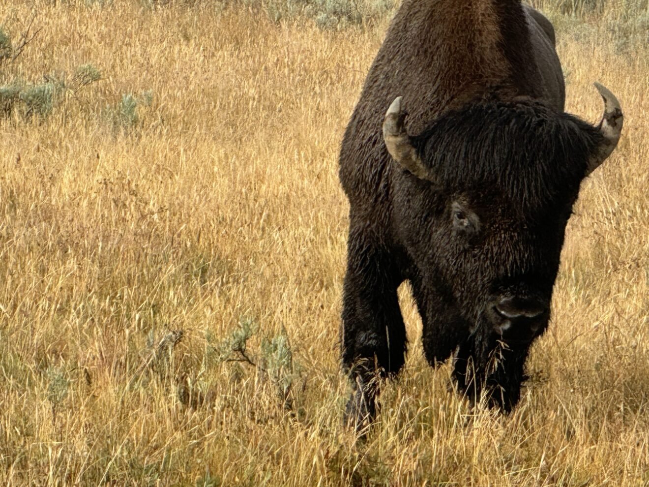 7 Best Locations for Wildlife Spotting in U.S. National Parks